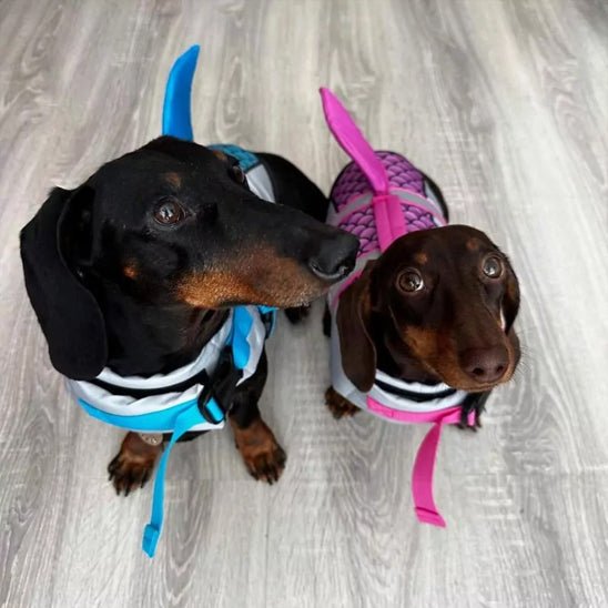 Gilet de Sauvetage Chien – Chien trop content