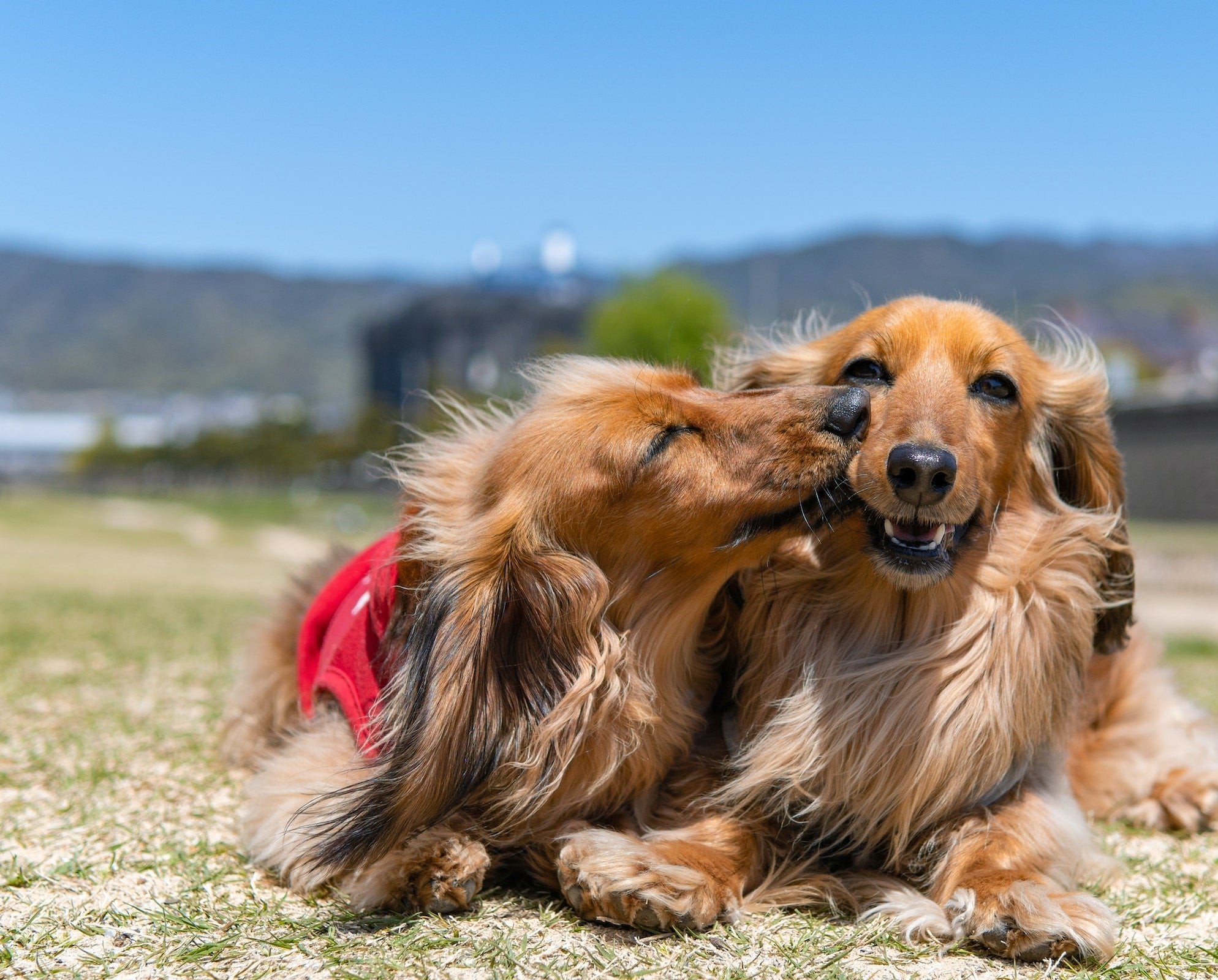 Chien trop content – Chien trop content