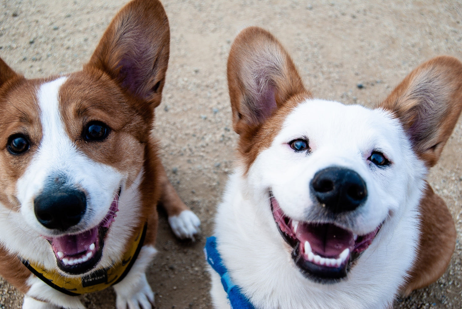 Chien trop content – Chien trop content